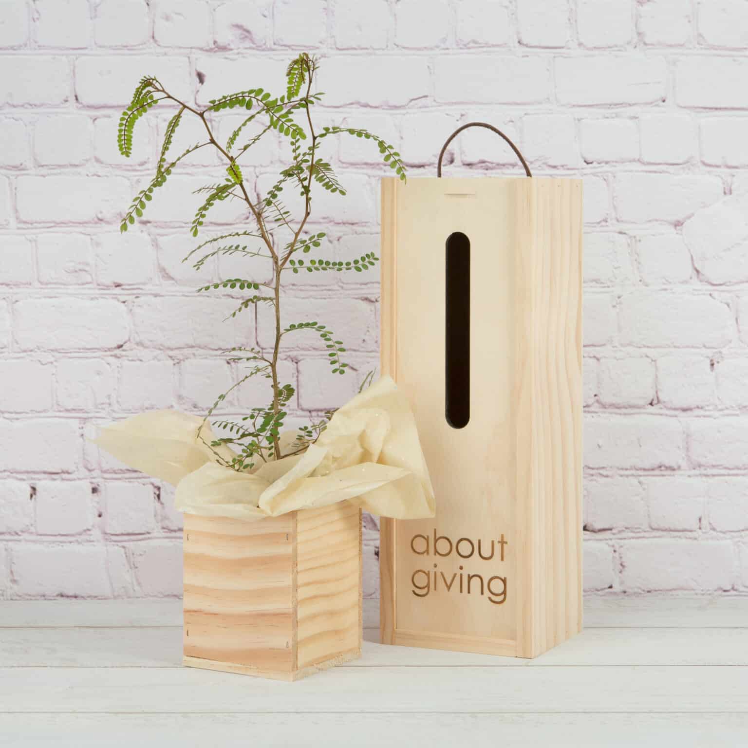 Living Tree Gift | Tree Gift to Plant